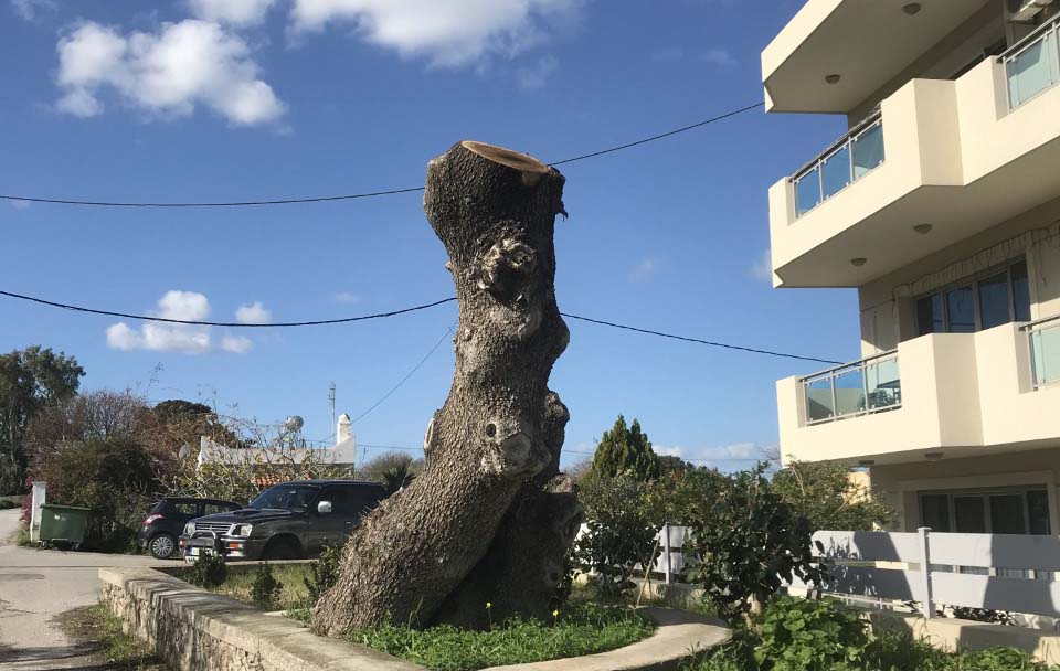 ΣΥΝΕΧΙΖΕΤΑΙ Η ΠΑΡΑΝΟΜΗ ΚΟΠΗ ΔΕΝΤΡΩΝ – ΕΡΧΟΝΤΑΙ ΜΗΝΥΣΕΙΣ ΑΠΟ ΣΥΜΠΟΛΙΤΕΣ ...