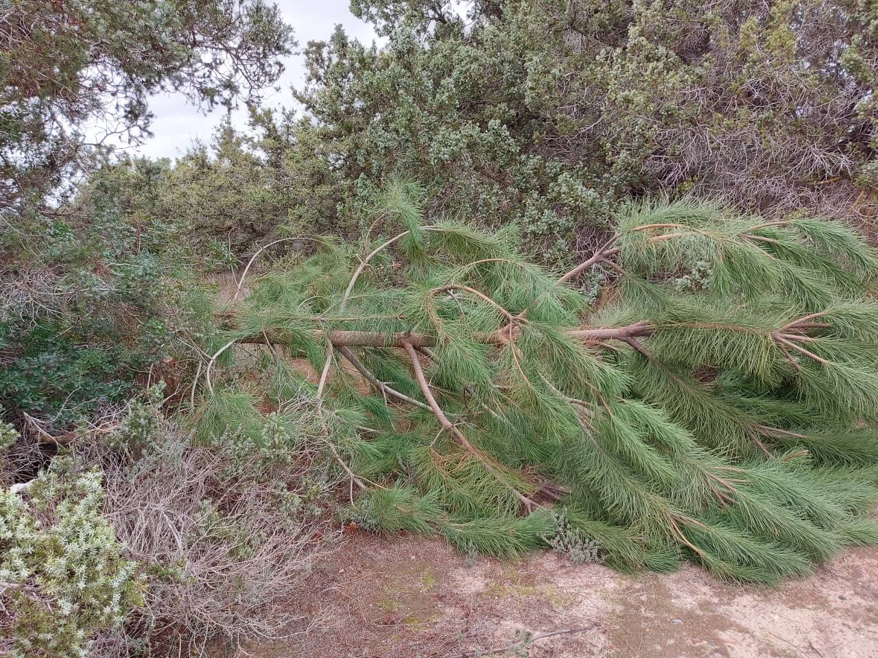 ΚΑΤΑΓΓΕΛΙΑ ΓΙΑ ΚΟΠΗ ΔΕΝΤΡΩΝ ΣΤΟ ΜΑΣΤΙΧΑΡΙ - vimatisko.gr