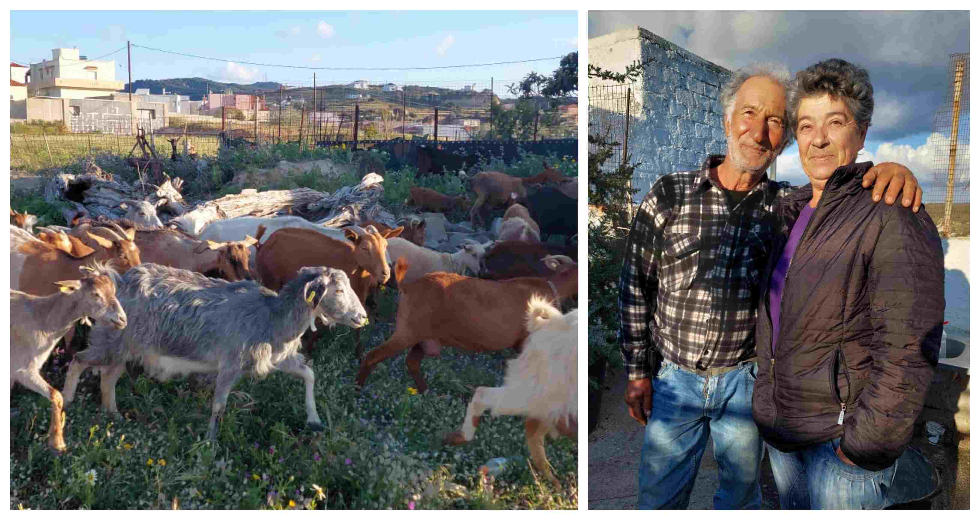 Ετοιμάζονται και οι κτηνοτρόφοι της Κω εν όψει του Πάσχα - vimatisko.gr