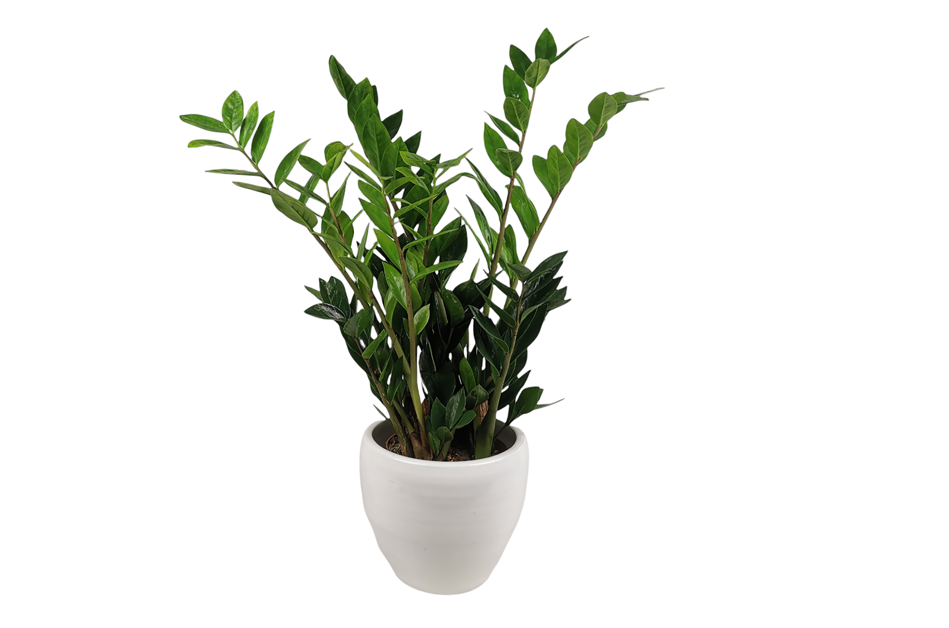 Τρίκαλα: Στο νοσοκομείο βρέφος που έφαγε τοξικό φυτό (Ζάμια) - vimatisko.gr