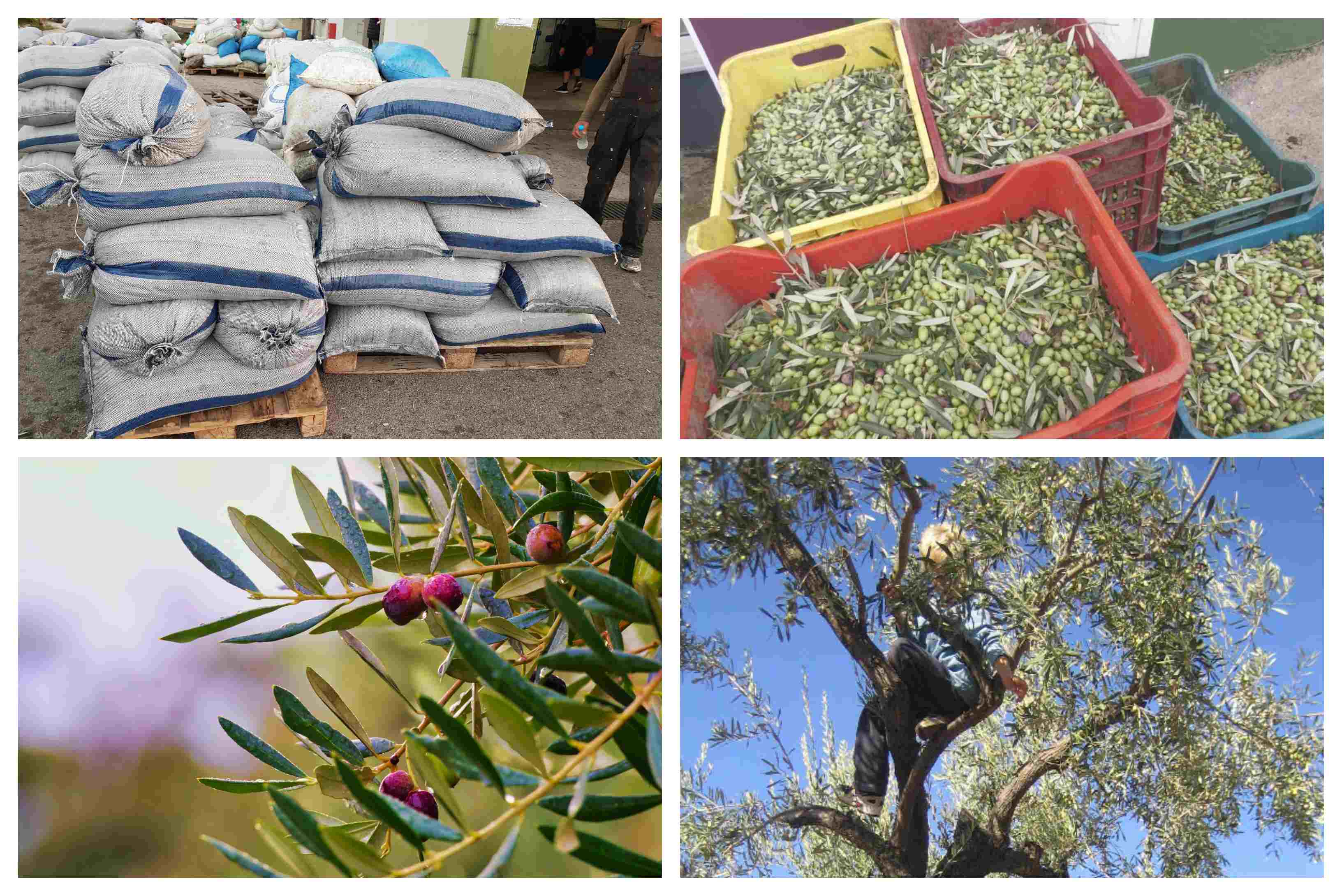 Οι ελαιώνες, το λιομάζωμα και τα λιοτρίβια της Κω (γράφει η Ξανθίππη ...