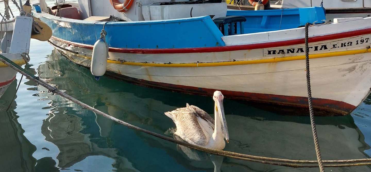 Ν. Μυλωνάς στον σπουδαίο επισκέπτη μας: ‘’Φίλε Πέτρο! Μείνε στην Κω’’! - vimatisko.gr