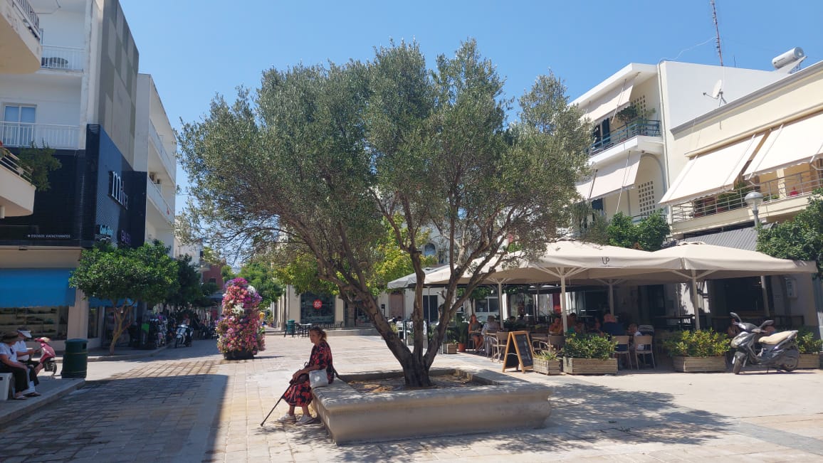 Τοποθετήθηκε η ελιά στην Πλατεία Κονίτσης - vimatisko.gr