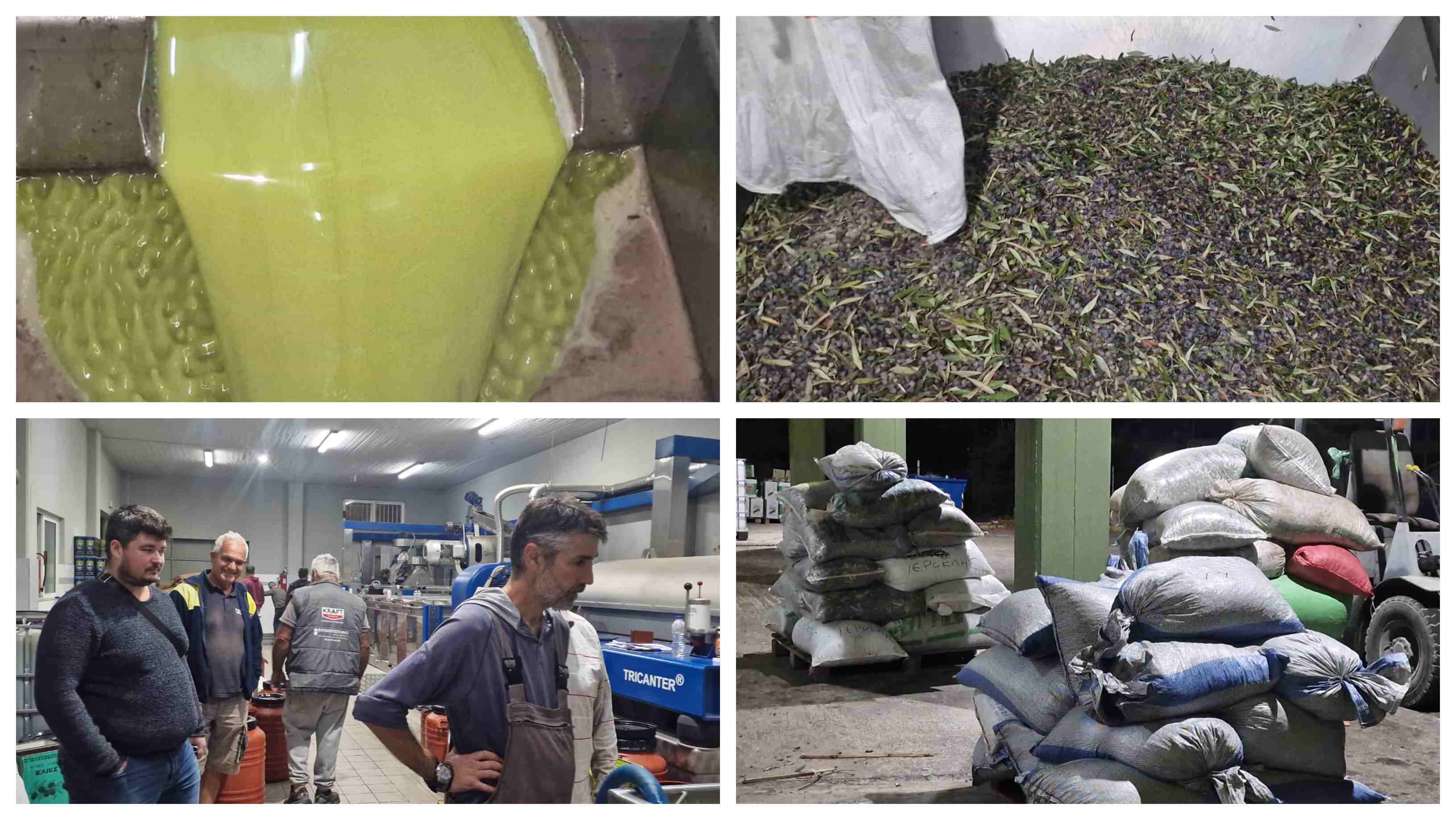 Αυξημένη σε σχέση με πέρυσι η παραγωγή ελαιολάδου στην Κω, αλλά όχι ικανοποιητική - vimatisko.gr