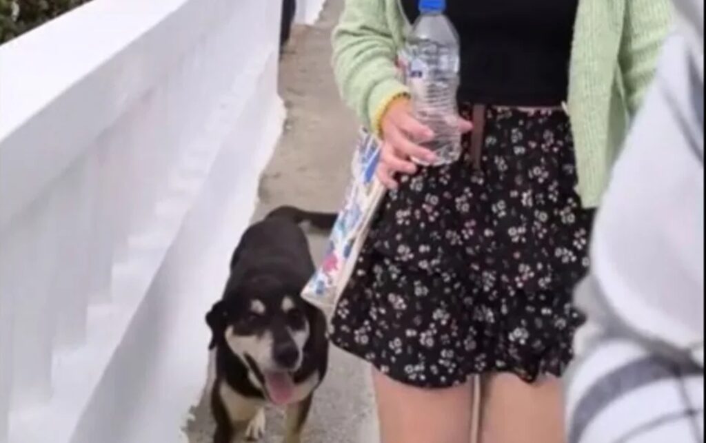 Ο Koda από την Κω: Πώς ένα αδέσποτο σκυλί βρήκε αγάπη και νέο σπίτι στη Γερμανία - vimatisko.gr