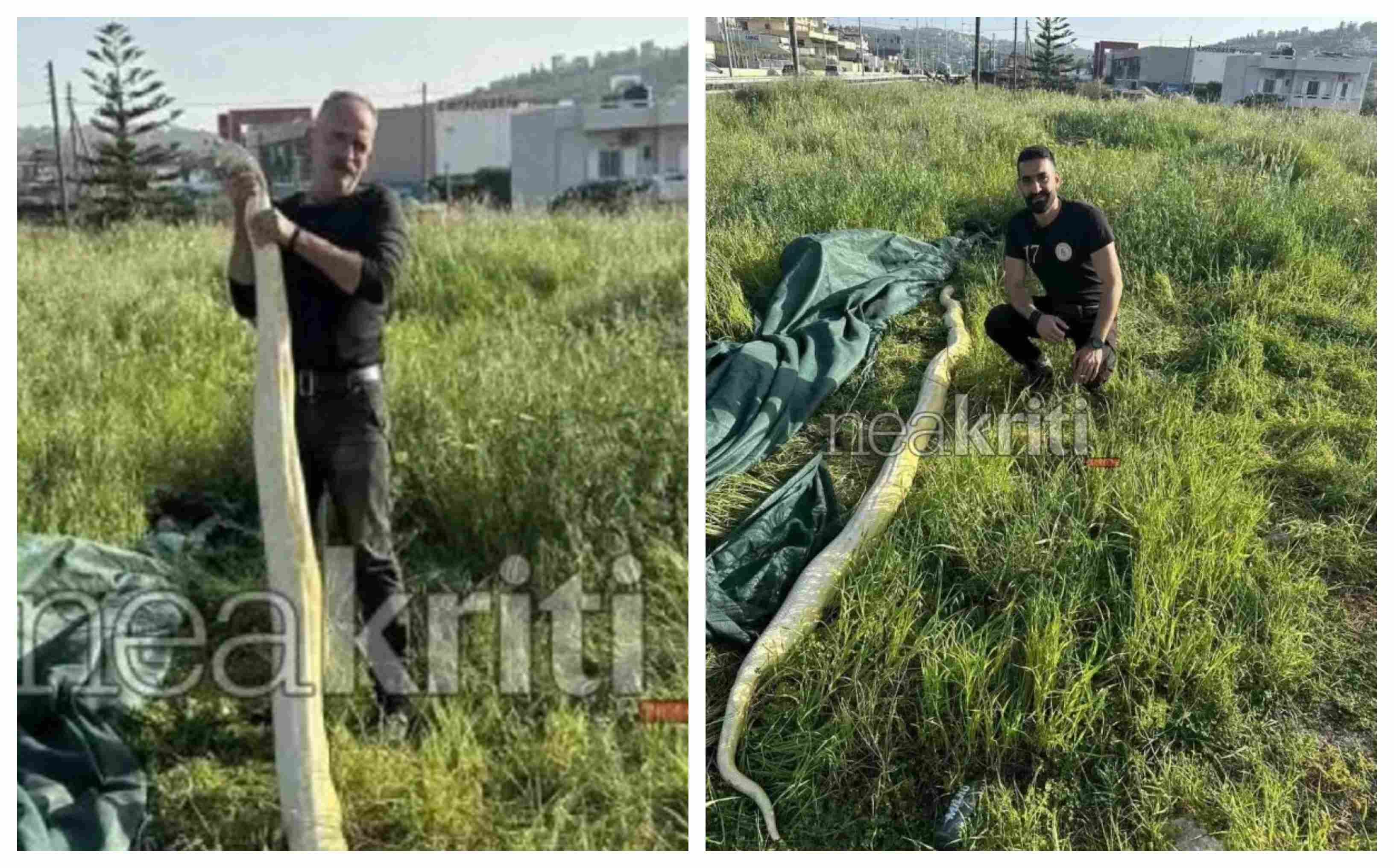 Ηράκλειο: Πήγαν στο χωράφι και βρήκαν πύθωνα 5 μέτρων - Viral οι εικόνες με το φίδι - vimatisko.gr