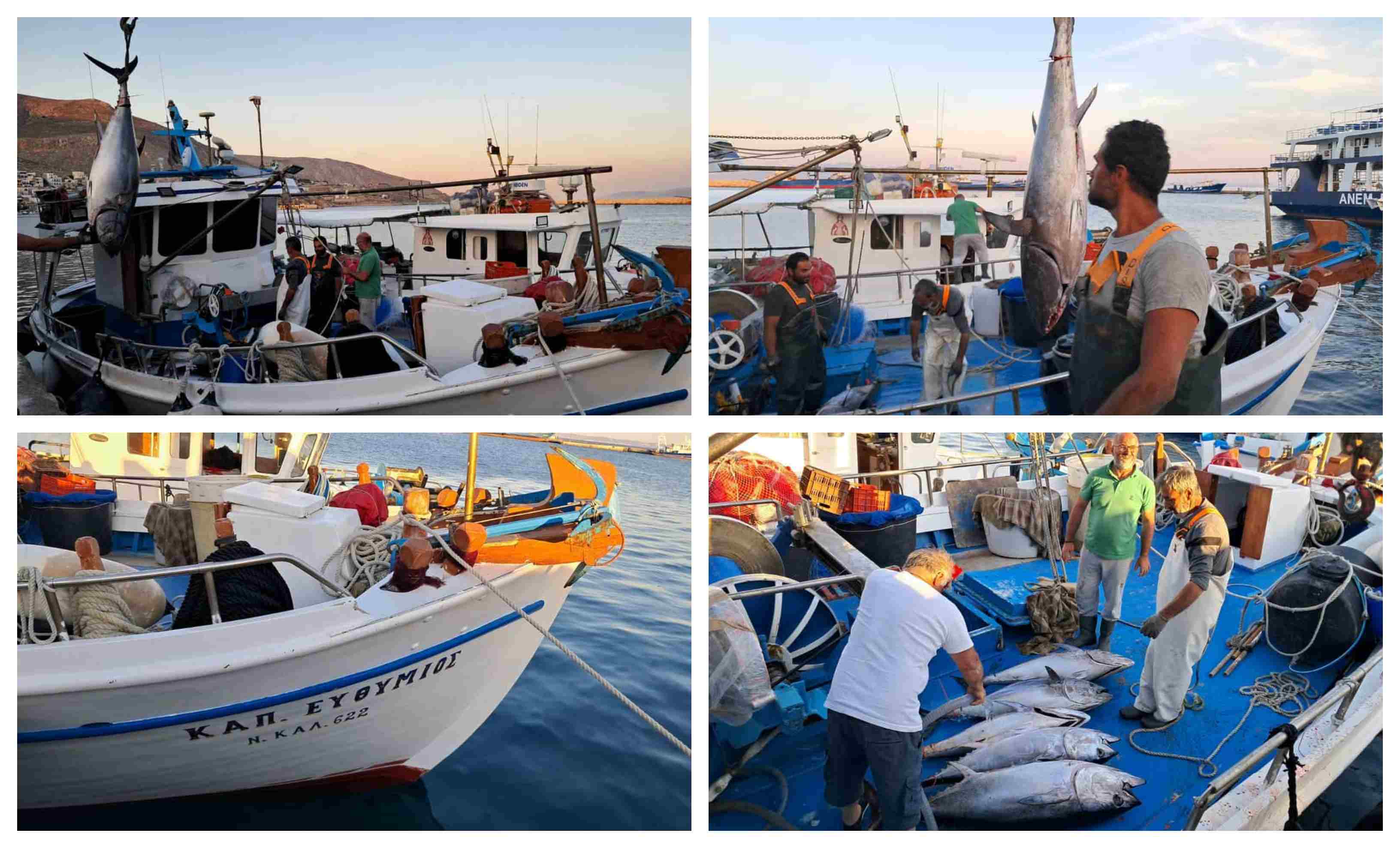 Εντυπωσιακή ψαριά από το Καλύμνικο αλιευτικό “ΚΑΠΕΤΑΝ ΕΥΘΥΜΙΟΣ”- Τεράστιοι τόνοι στο κατάστρωμα ...
