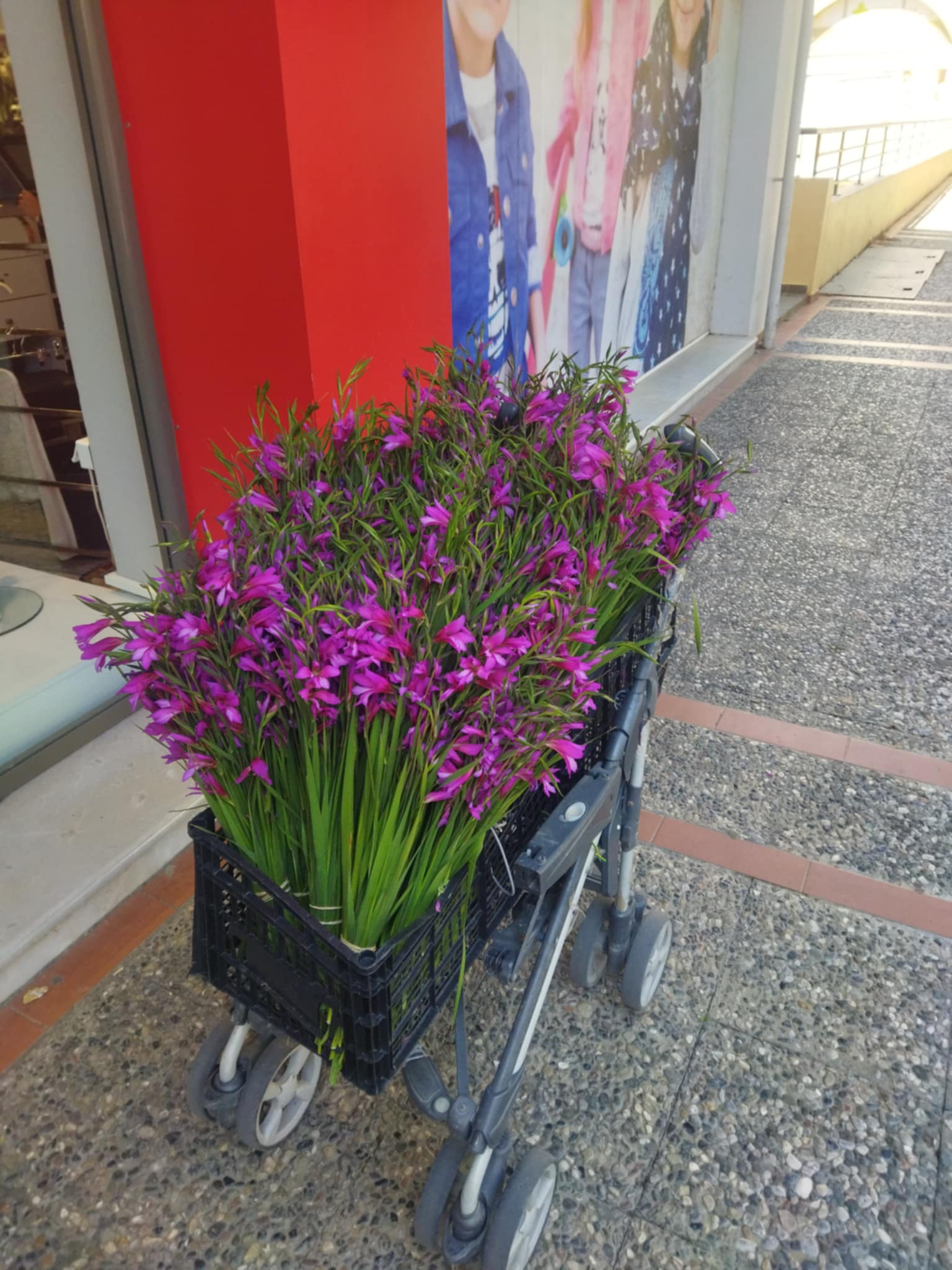 Αναγνώστης: Κόβουν και πωλούν παράνομα λουλούδια - vimatisko.gr