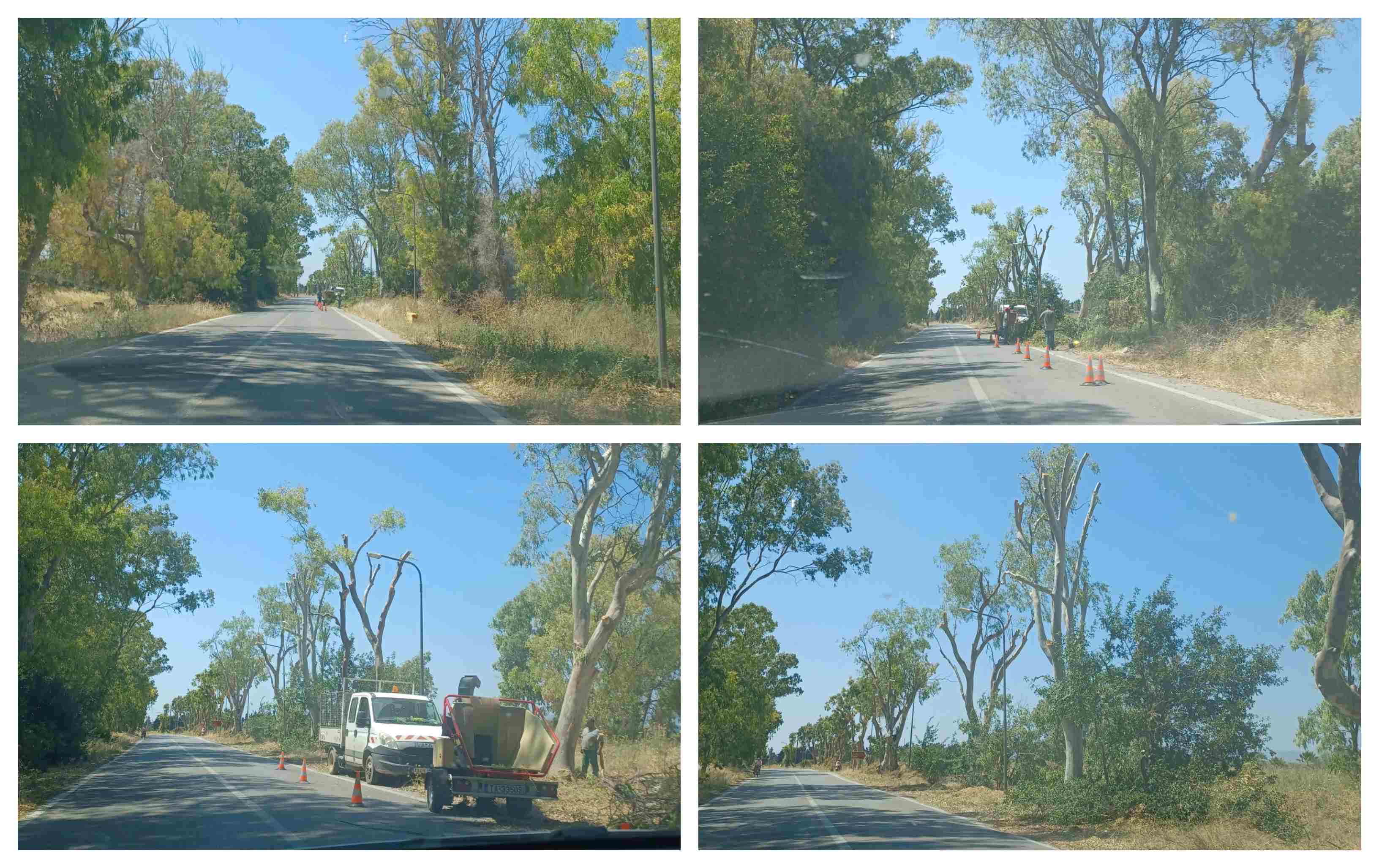 Αναγνώστρια: "Σφαγιάζουν" δέντρα μέσα στο καλοκαίρι... - vimatisko.gr