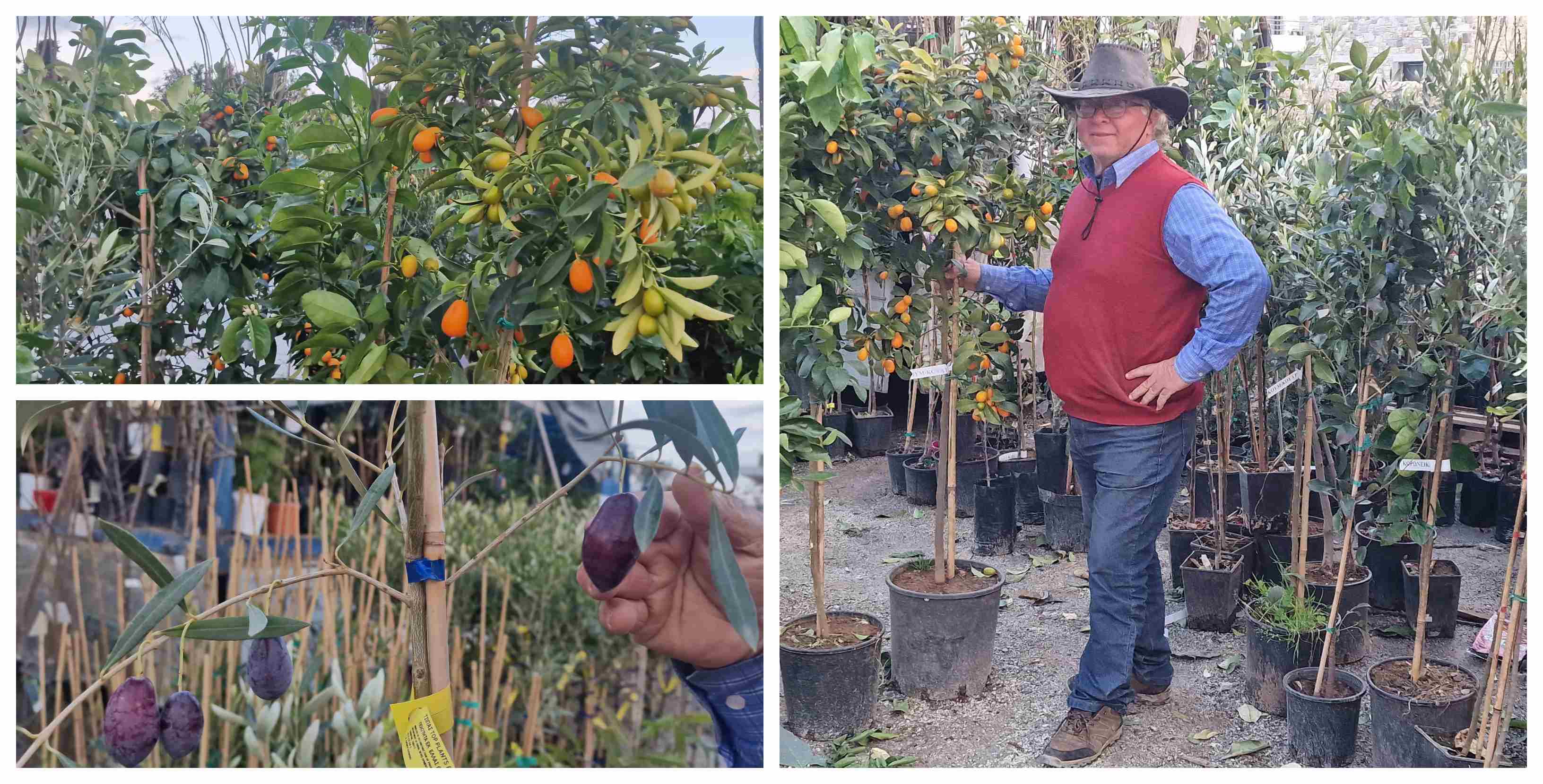 Στην Κω ο έμπορος φυτών - δέντρων από το Ηράκλειο Γ. Σομοράκης - vimatisko.gr